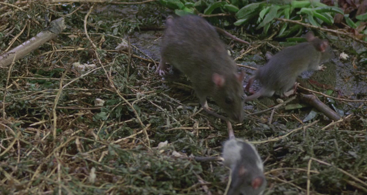 Willard Movie Trailer - Suggesting Movie