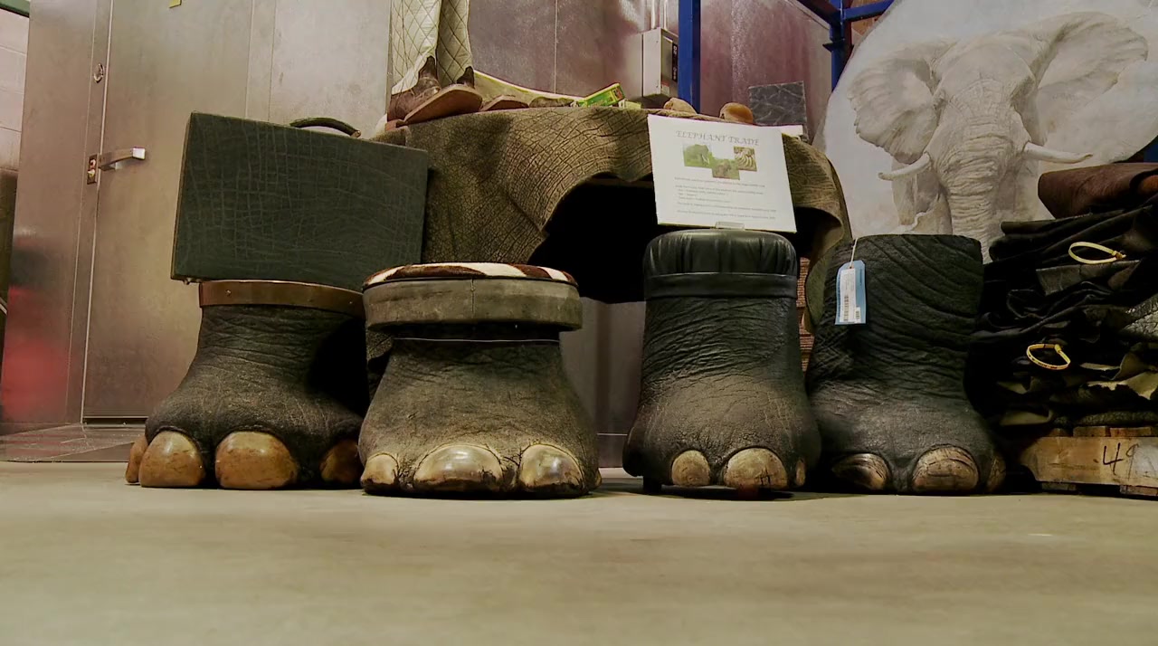 Racing Extinction Movie Trailer - Suggesting Movie