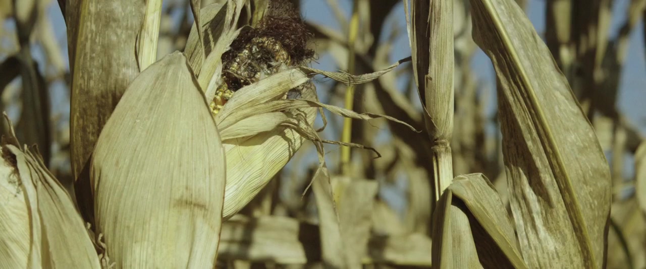 The Suffering Movie Trailer - Suggesting Movie