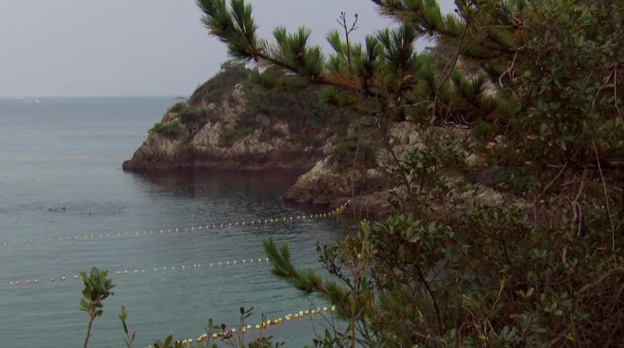 The Cove Movie Trailer - Suggesting Movie